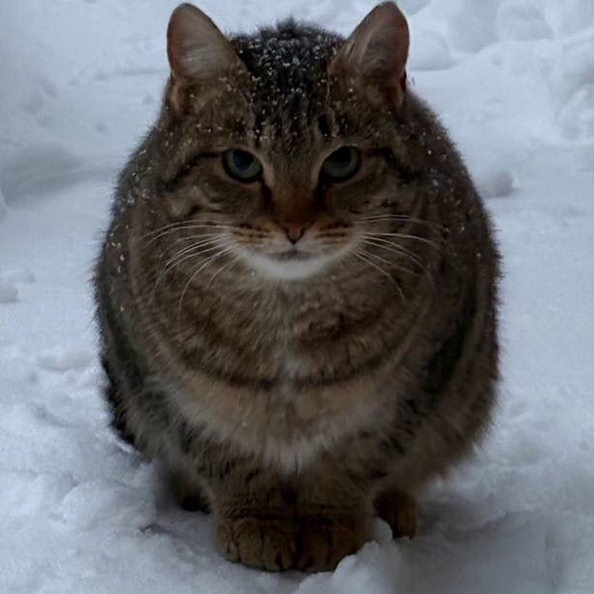 Взрослая, кошка в добрые руки