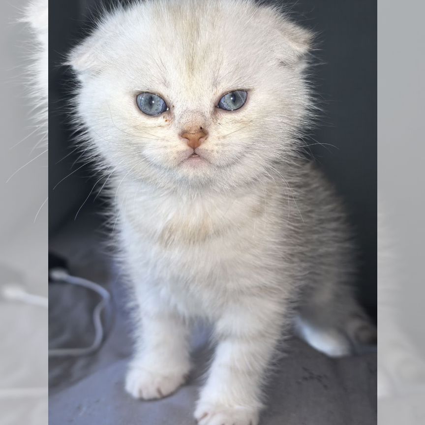 Британский короткошёрстный котёнок