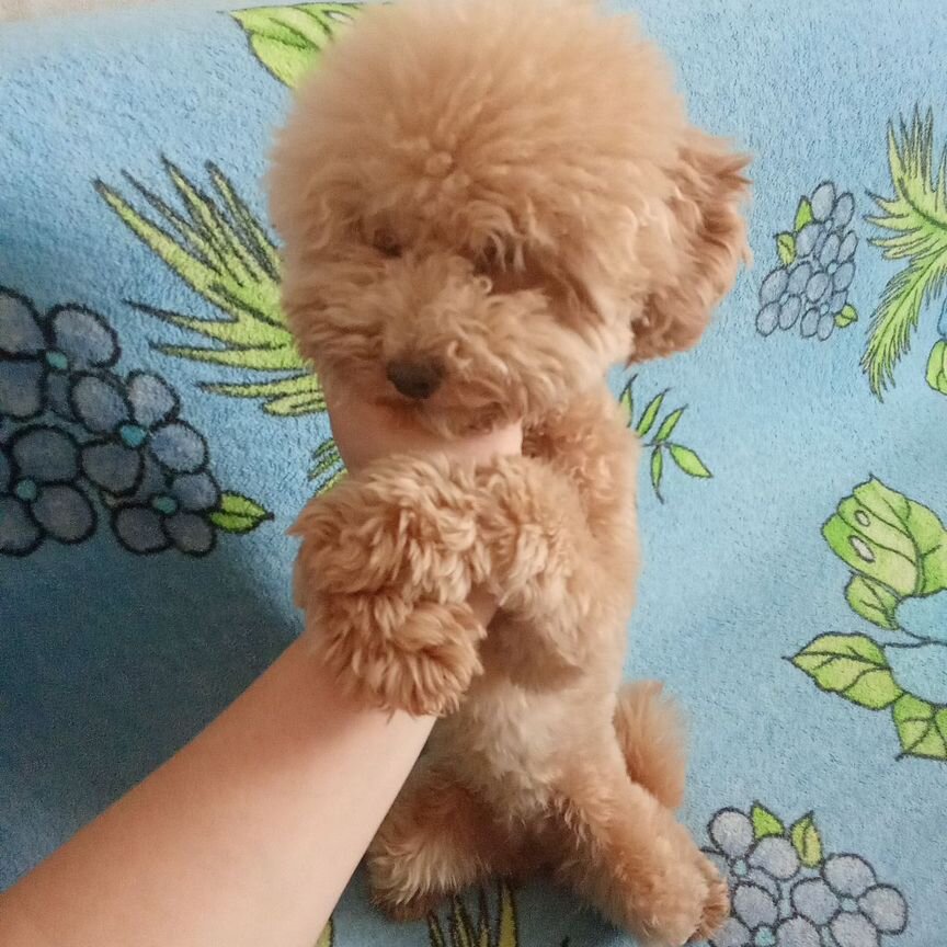 Той-пудель девочка