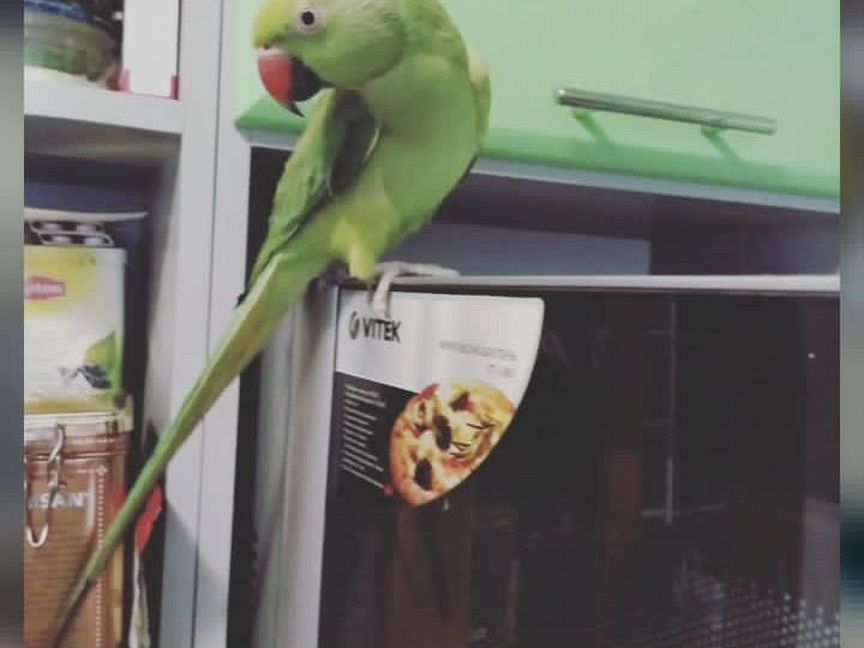 Ожереловый попугай самка