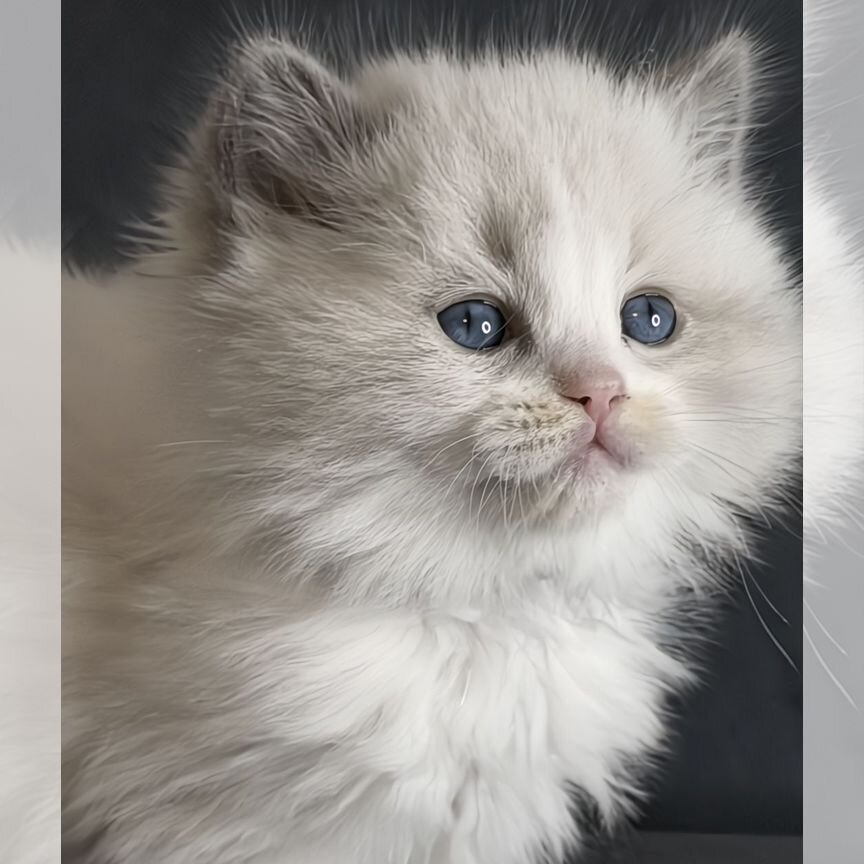 Рэгдолл котёнок