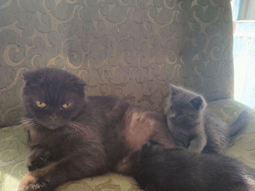 Шотландская вислоухая