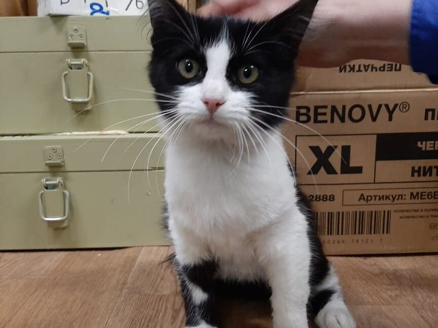 Котенок-девочка