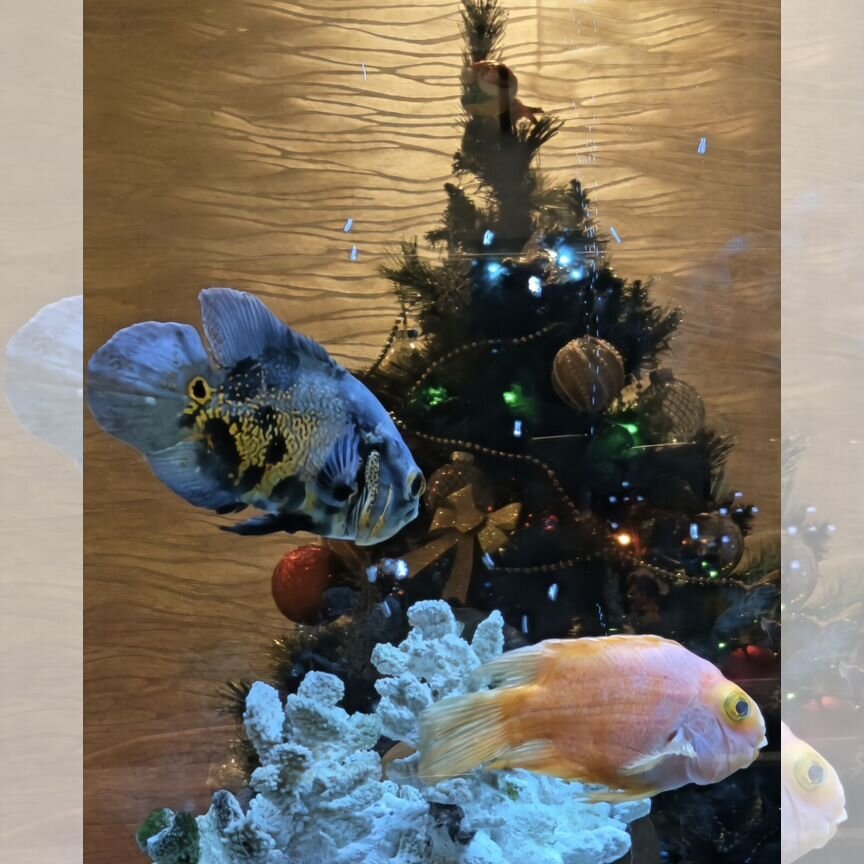 Цихлиды астронотус и попугай