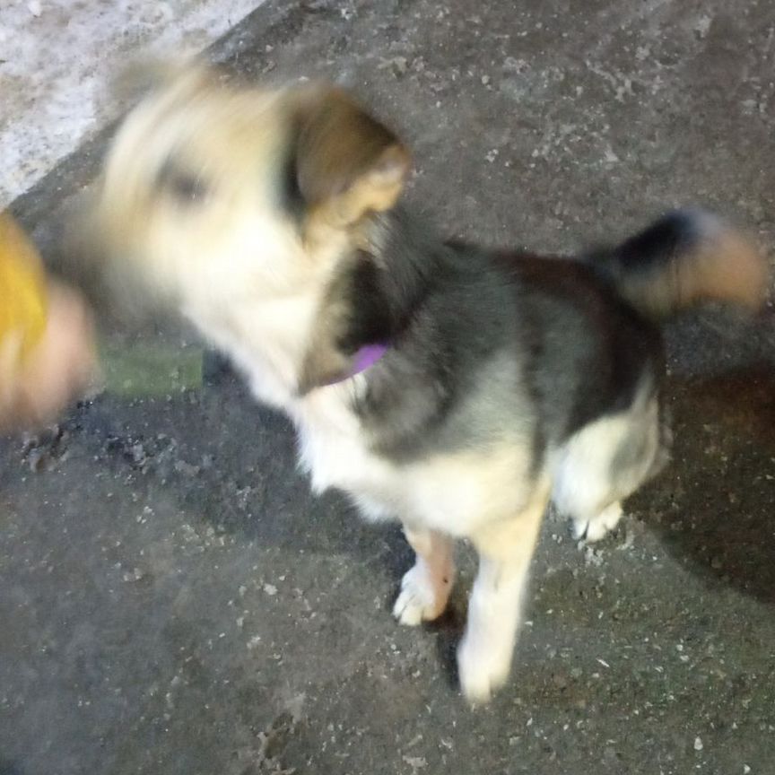 Собака дворняга щенок