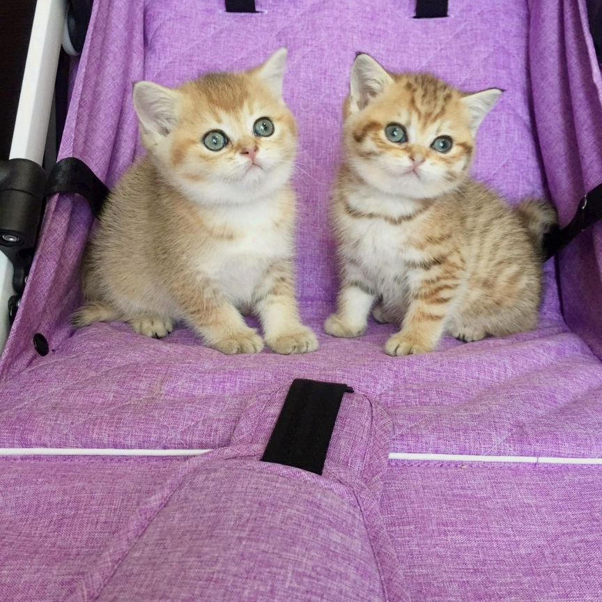 Забавная детвора