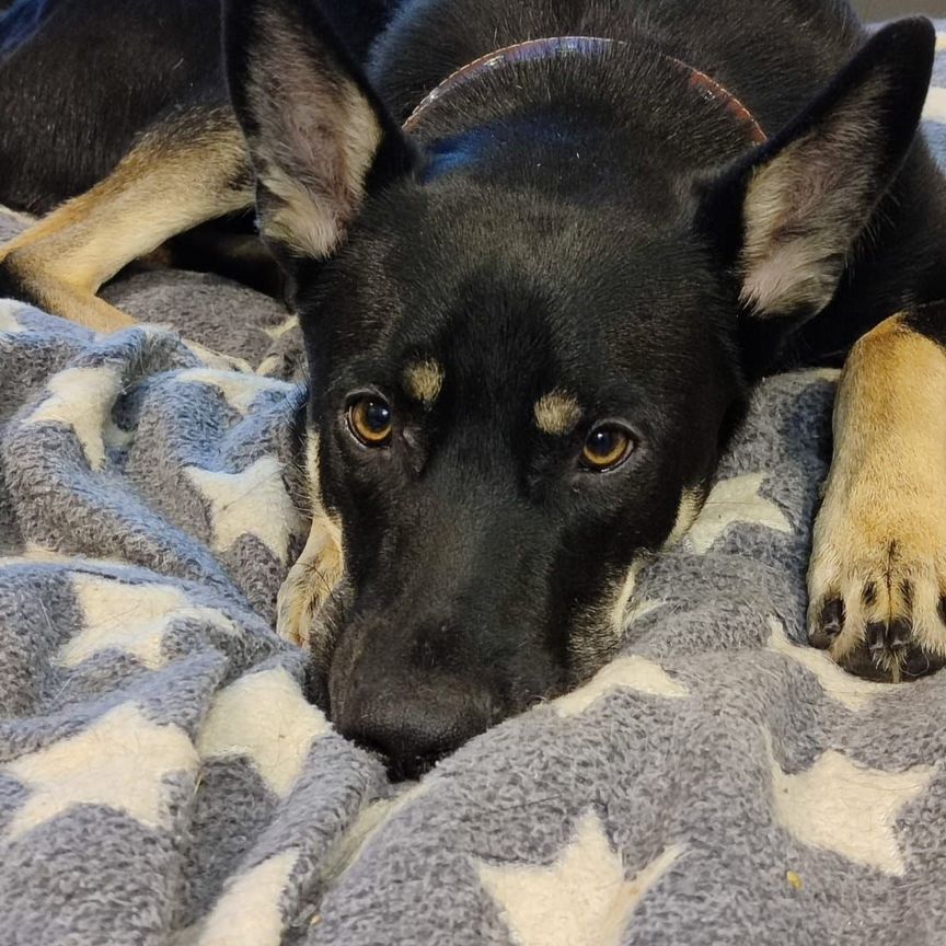 Ищет дом прекрасный Пёс