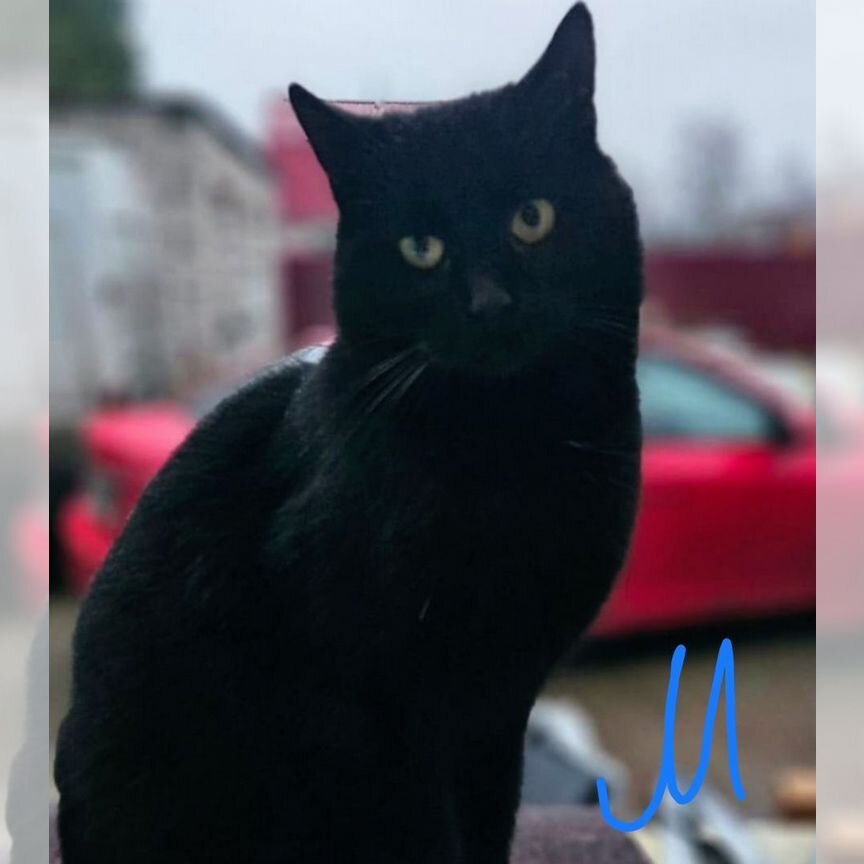 Кот и кошка молодые черные