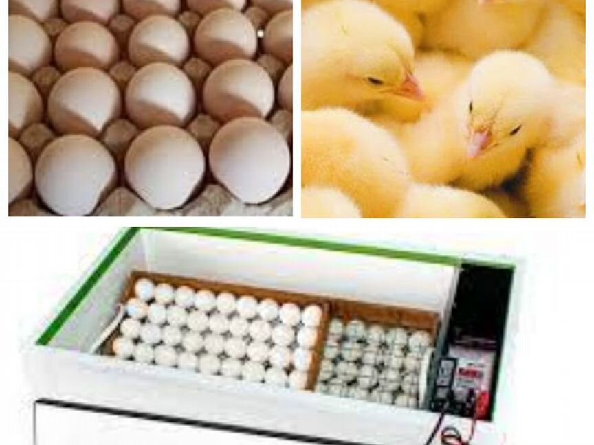 Инкубатор Норма Урал, Луппер,Сезам,рейс