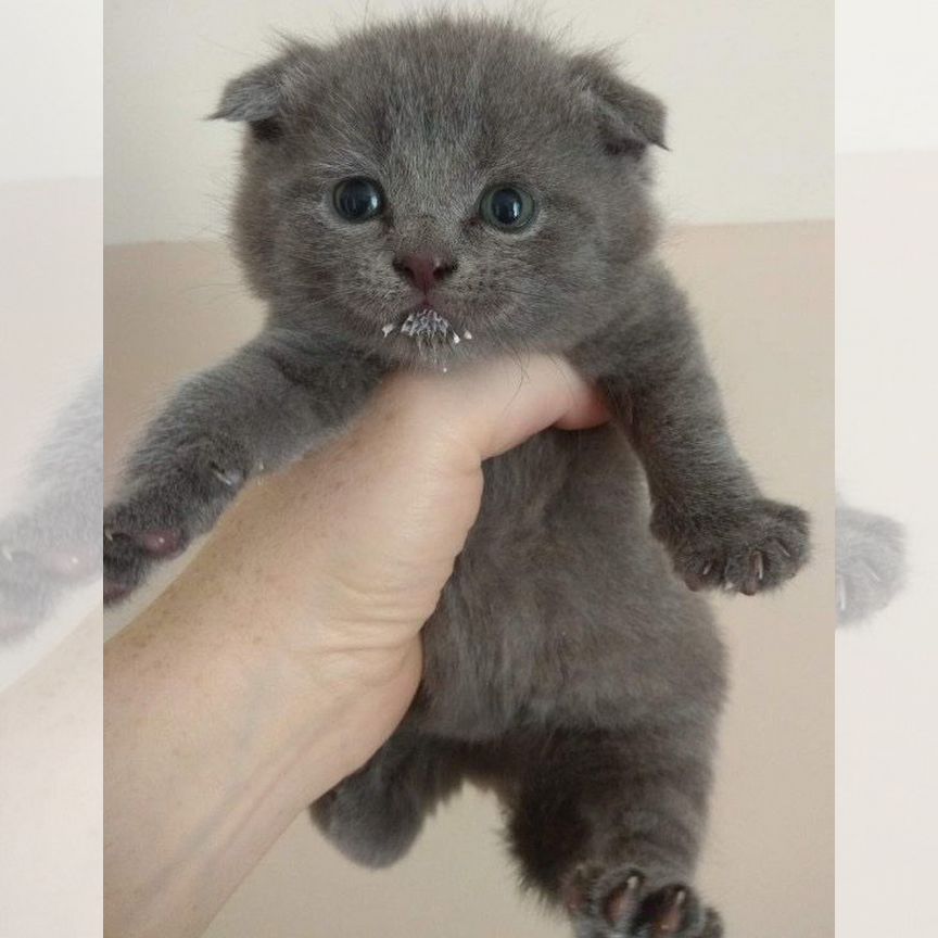 Шотландский вислоухий короткошёрстный котёнок