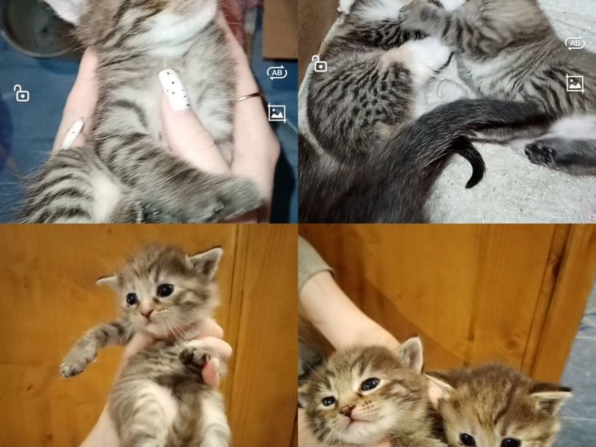 Котятки с красивым рисунком