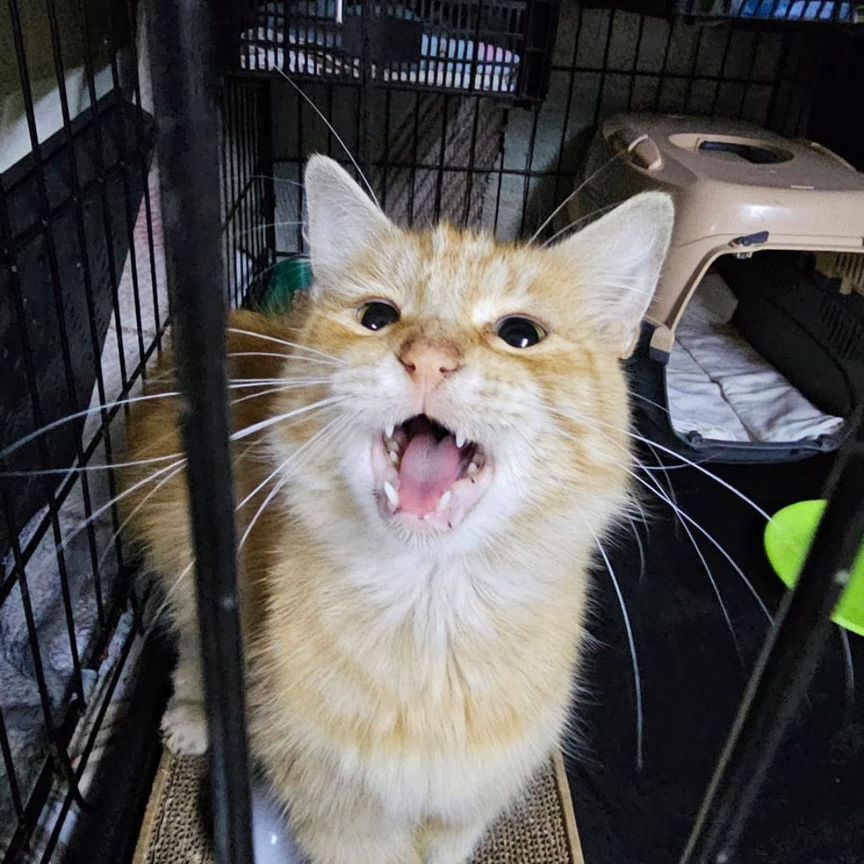 Котику нужен дом