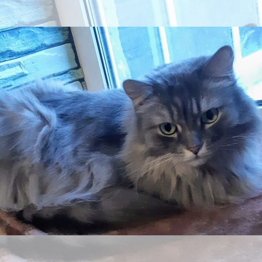 Взрослый кот в добрые руки