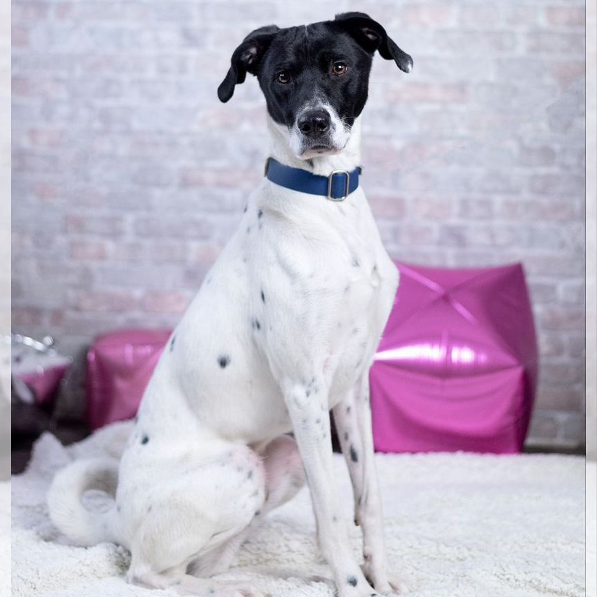 Взрослый пёс в добрые руки