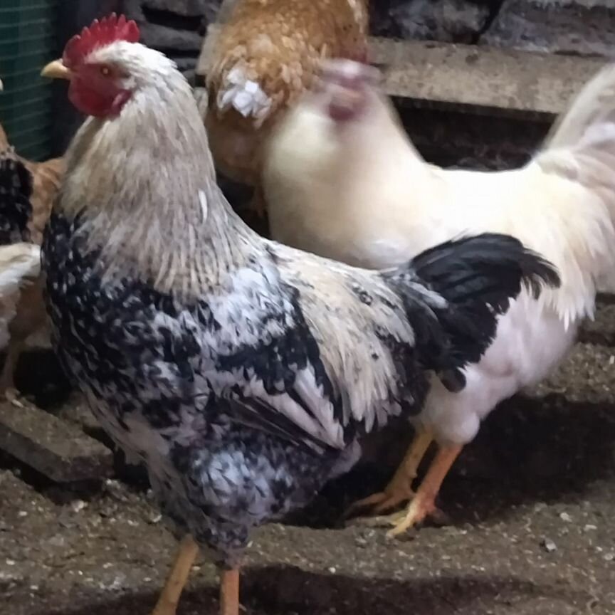 Петухи породные