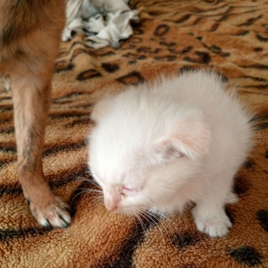 Котёнок в добрые руки