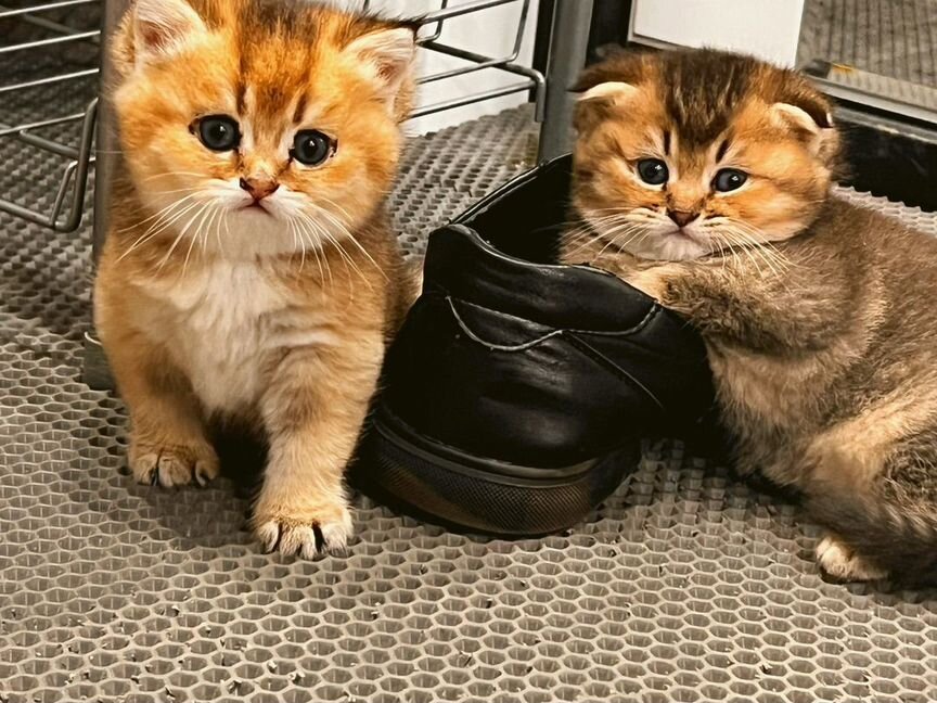 Шотландская золотая шиншилла