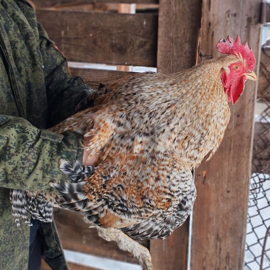 Молодые петухи