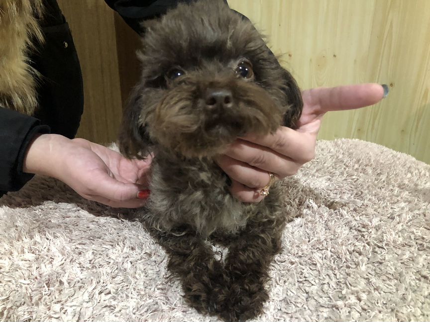 Мини той пудель