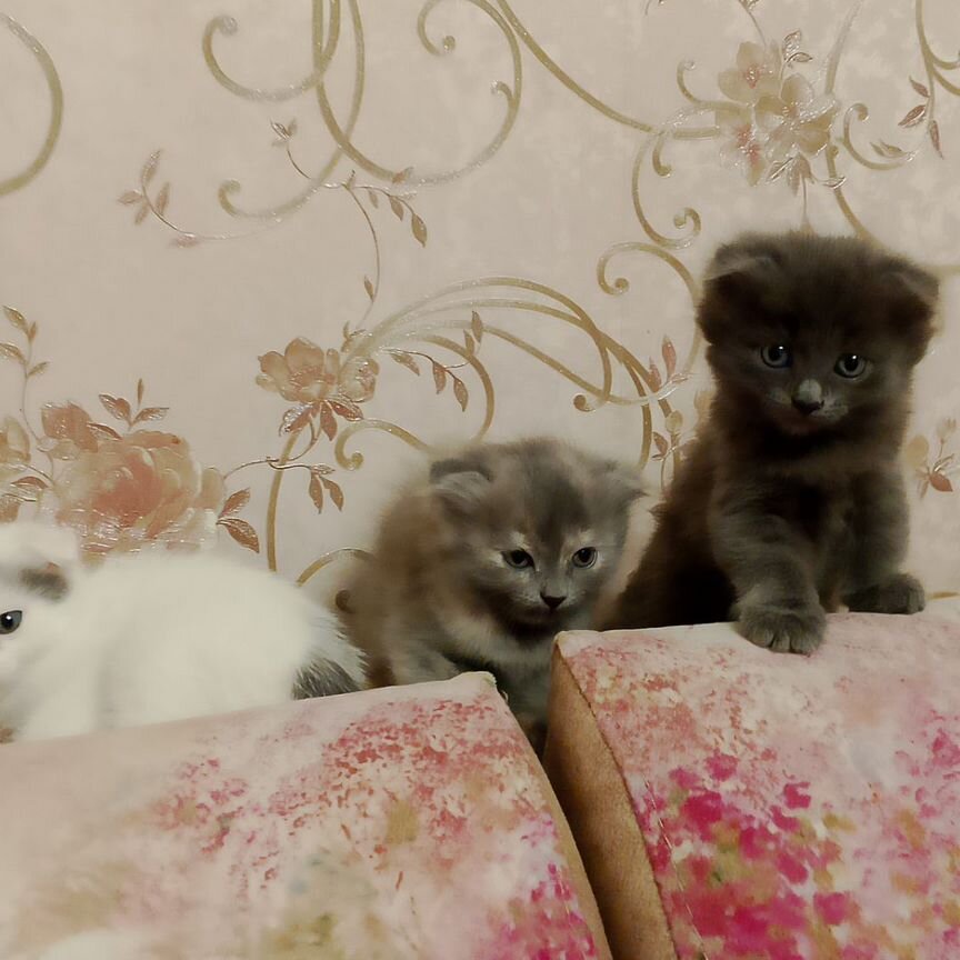 Котята