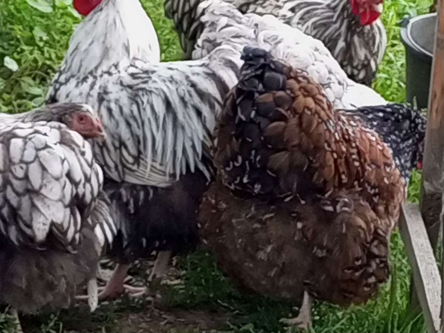 Семьи кур, куры молодки несушки