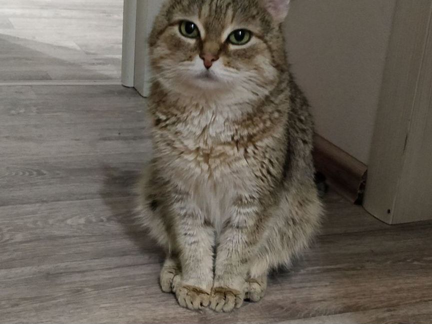 Вязка кошек Лесной кот (камышовый)