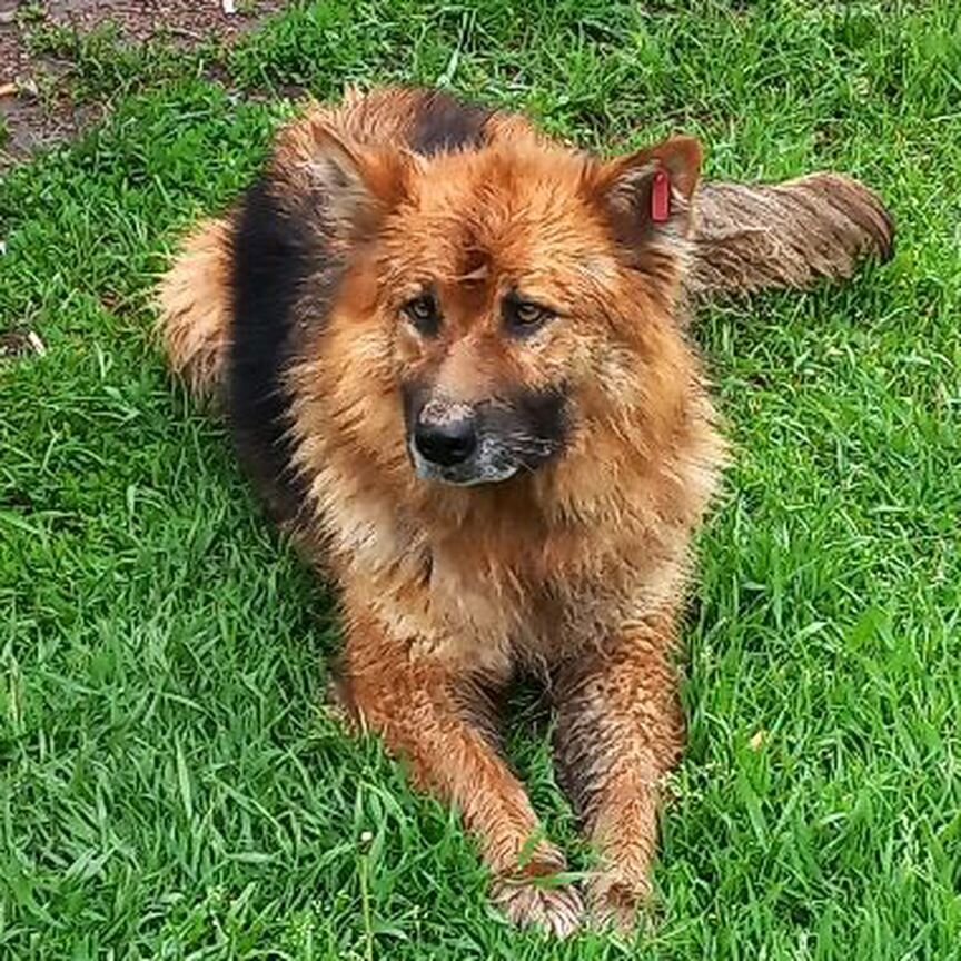 Шикарный пёс