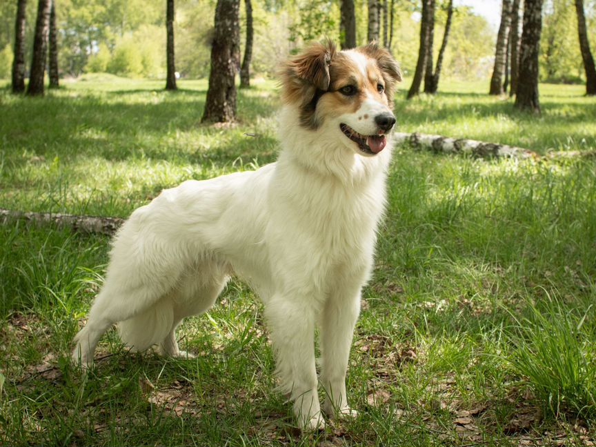 Молодой пёс ищет дом