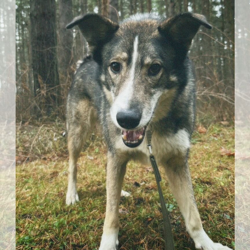 Западносибирская лайка, взрослый пёс