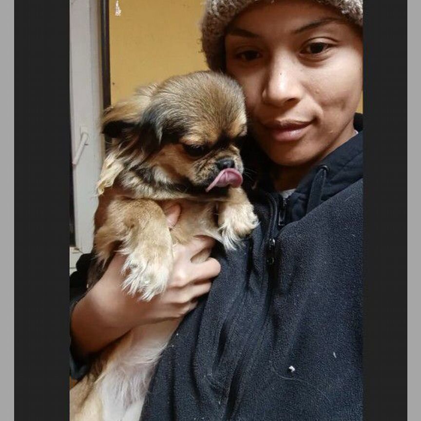 Тибетский спаниель, взрослая собака