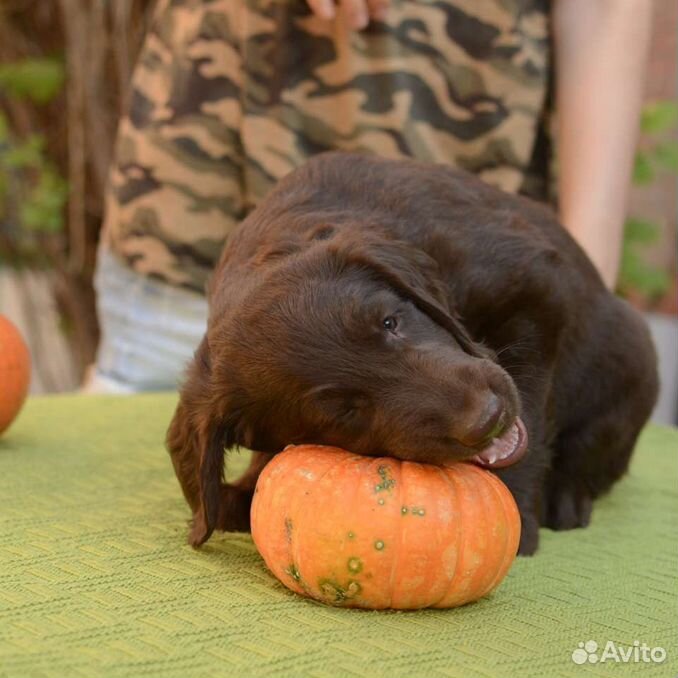 Прямошерстный ретривер
