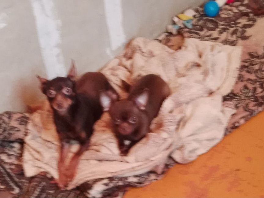 Чихуахуа мини девочка