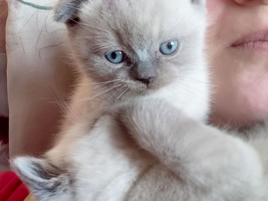 Кошки породистые вислоухие