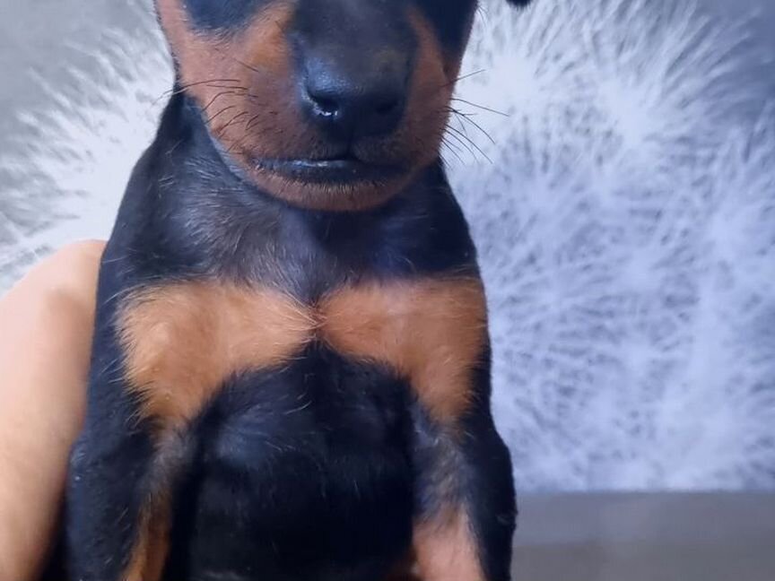 Цвергпинчер