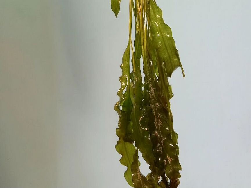 Аквариумные растения