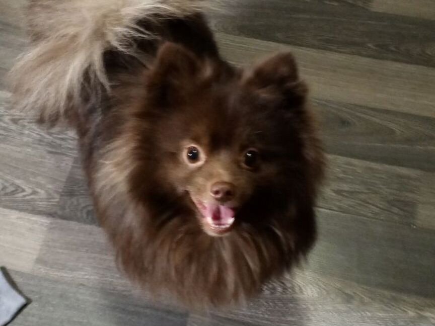 Померанский шпиц