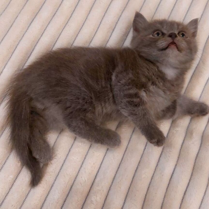 Британский короткошёрстный котёнок