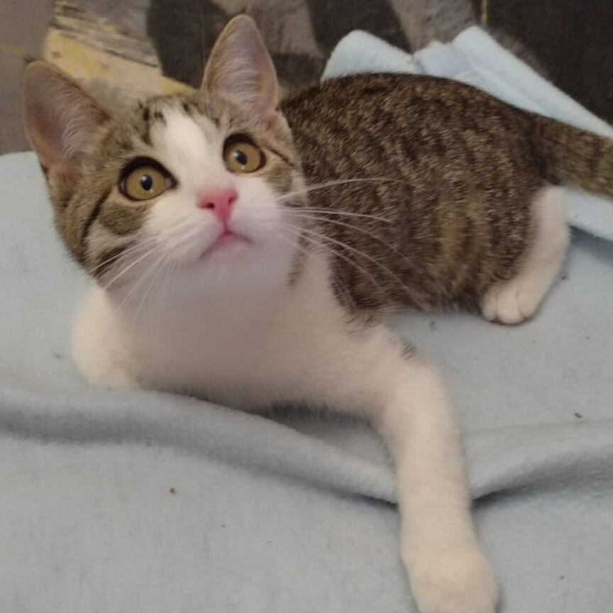 Котята в добрые руки даром бесплатно