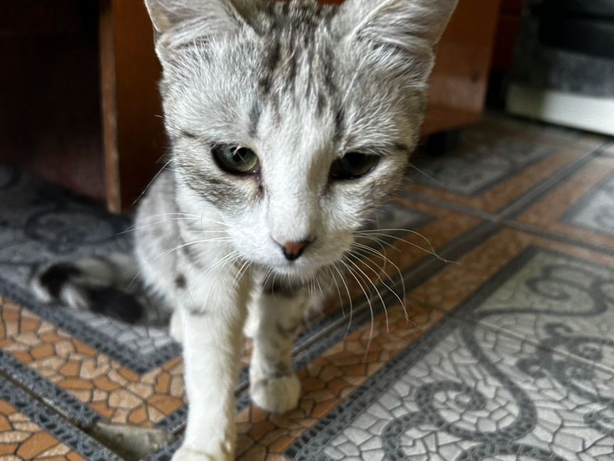 Котята полгода в добрые руки
