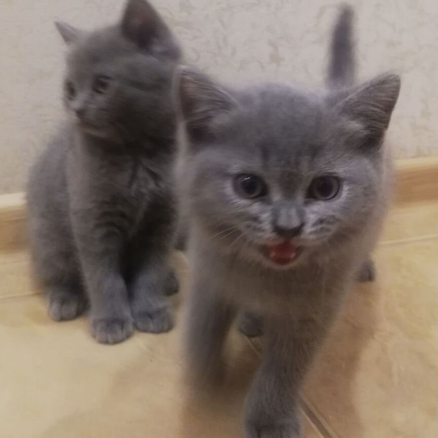 Шотландский вислоухий короткошёрстный котёнок