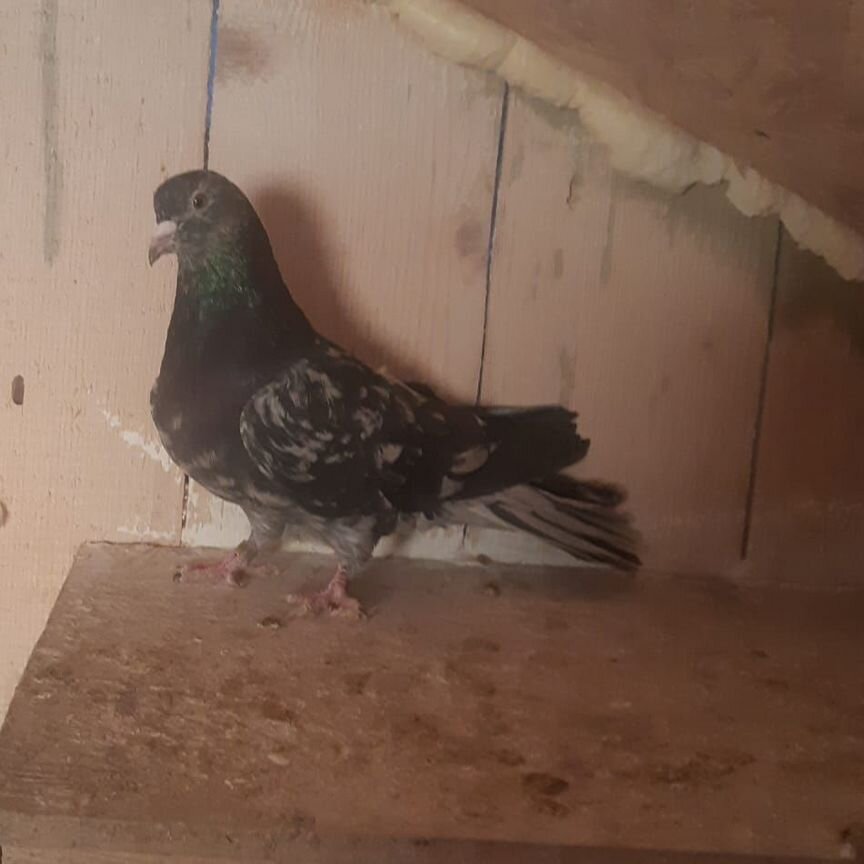 Бакинские бойные мраморные