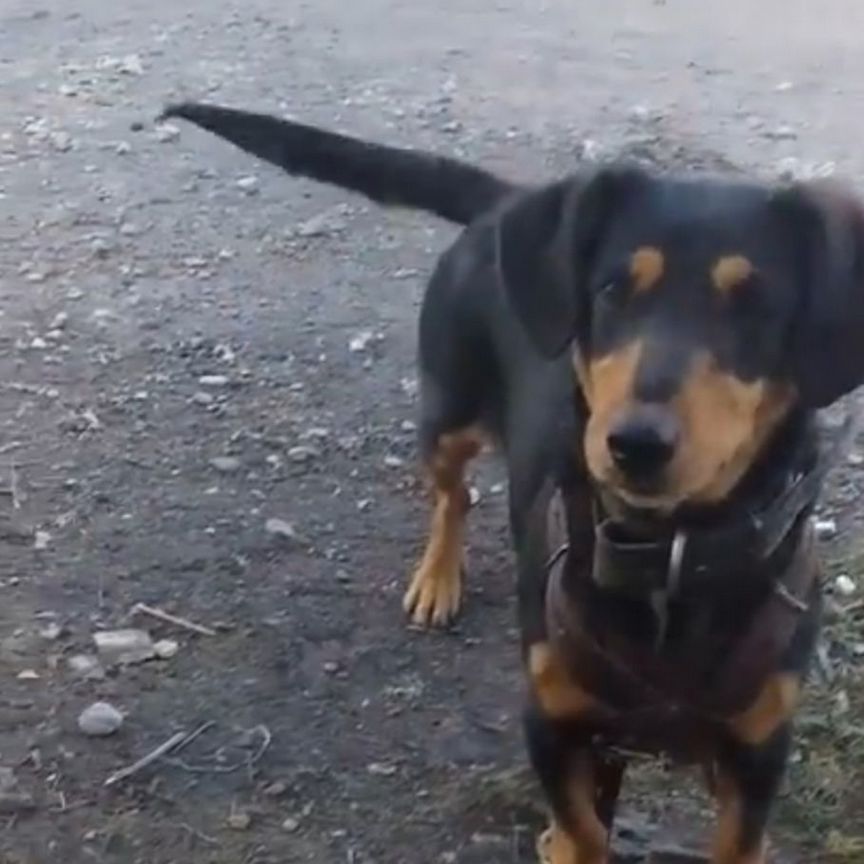 Собака в добрые руки