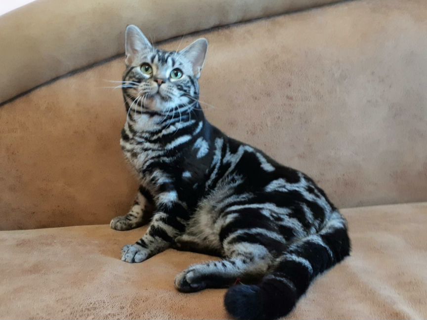 Американский короткошерстный мальчик