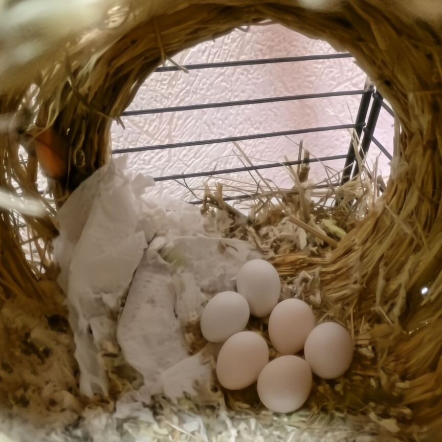 Попугай неразлучники мальчик   девочка 3 месяца