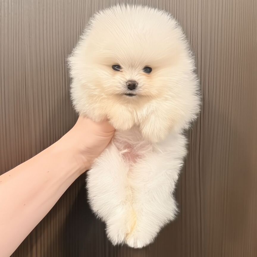 Померанский шпиц, щенок