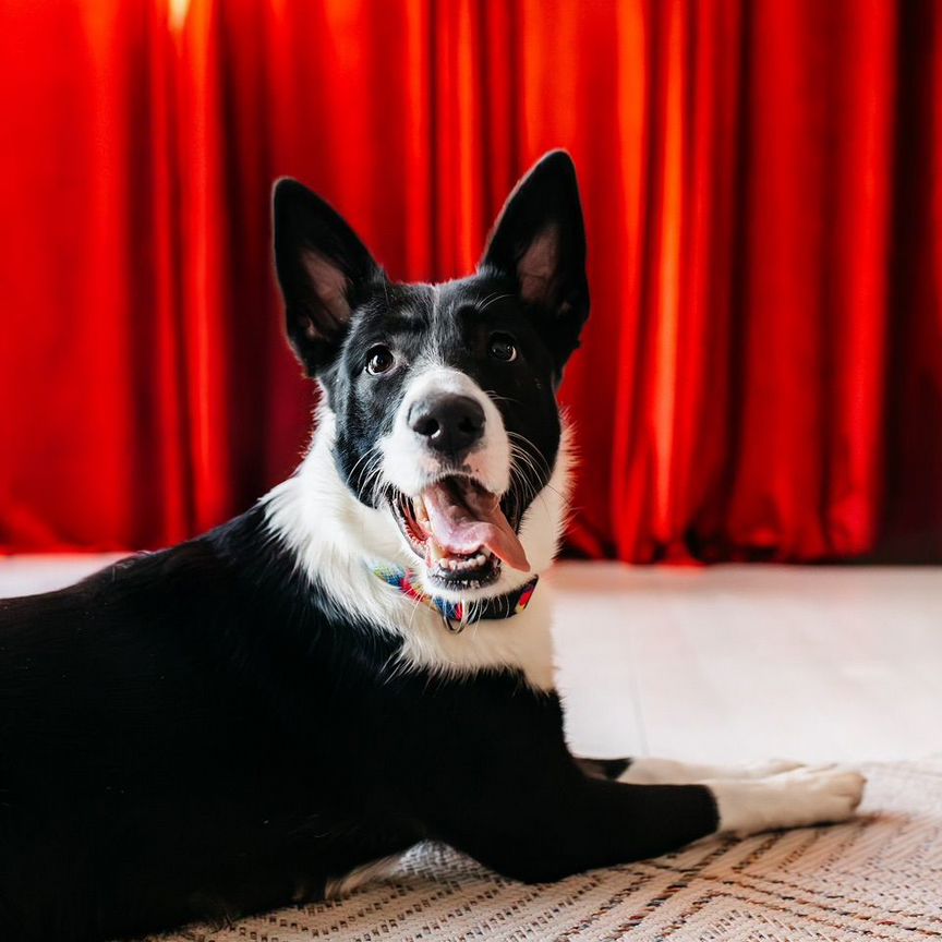 Собака в добрые руки