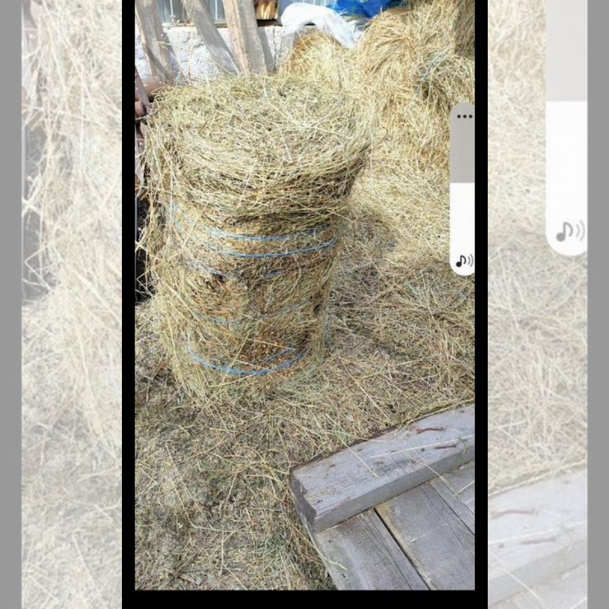 Продам сено в рулонах
