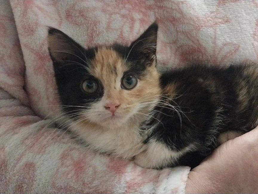 Маленькая девочка ищет дом