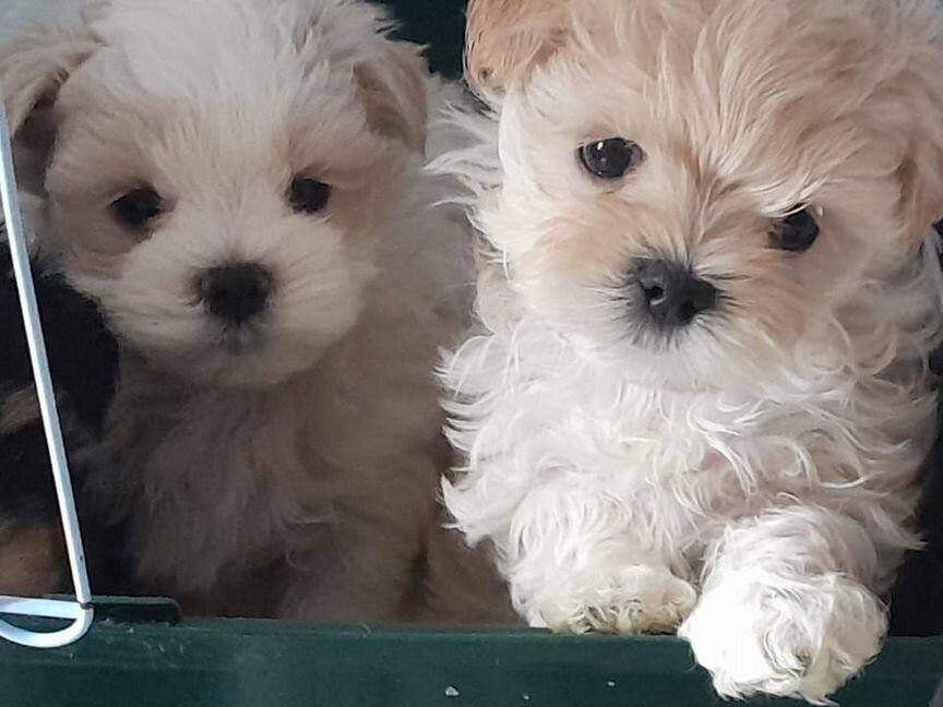 Щенки Мальтийская болонка