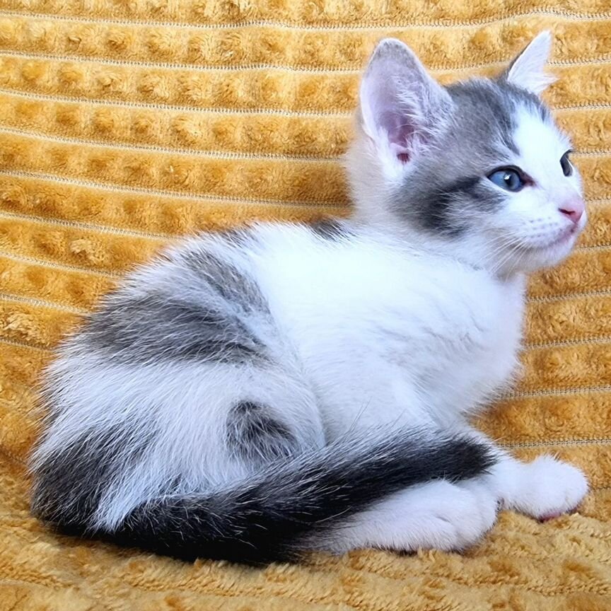 Котята ищут дом